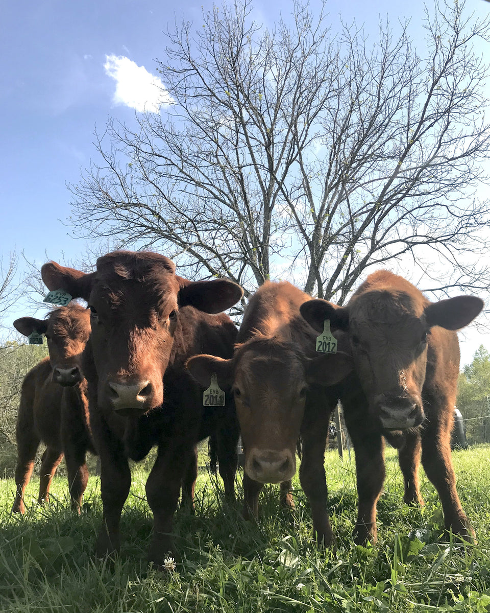 100% Grass-Fed Beef in North Carolina – Haven Farm
